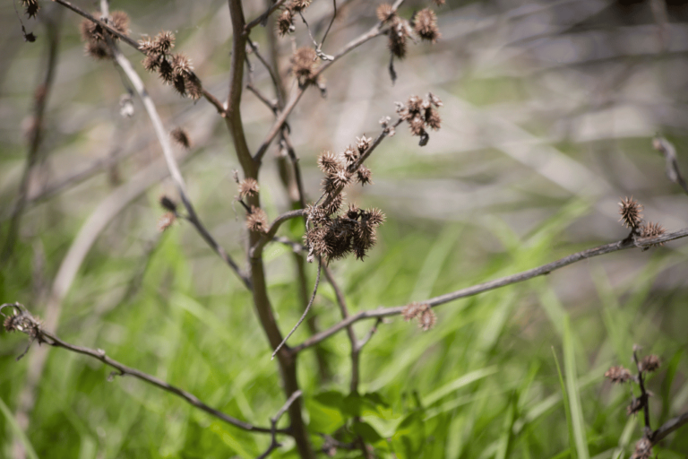 20 Types of Stickers in Grass: How to Identify and Eliminate Them - The ...