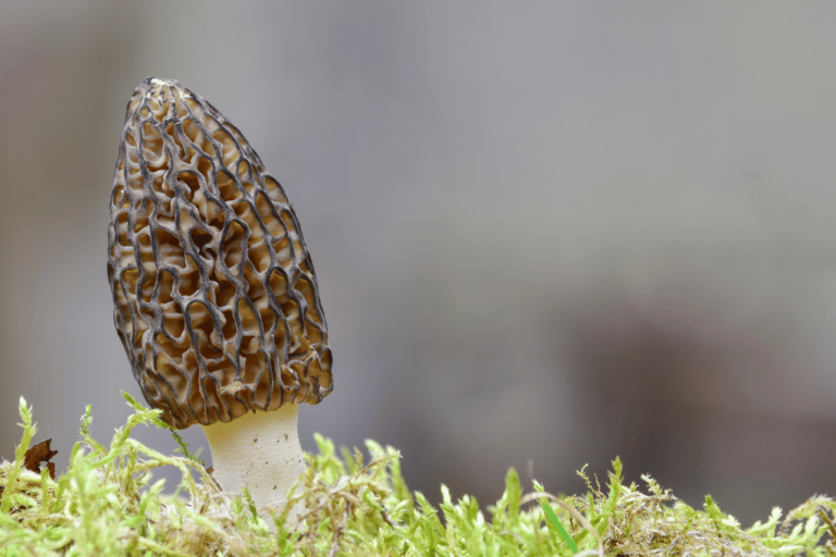 How Fast Do Morels Grow: Life Cycle, Growth Rate and More! - The Plant ...