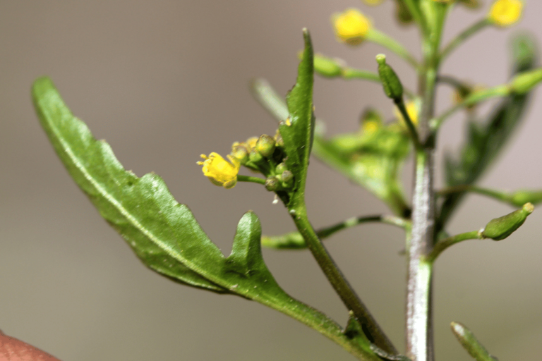 28 Weeds With Yellow Flowers: A Guide on How to Identify and Eliminate Them