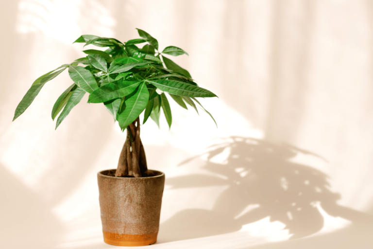 16 Types of Money Plant: The Green Wonder Diversity