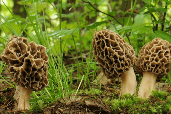 How Fast Do Morels Grow: Life Cycle, Growth Rate and More! - The Plant ...