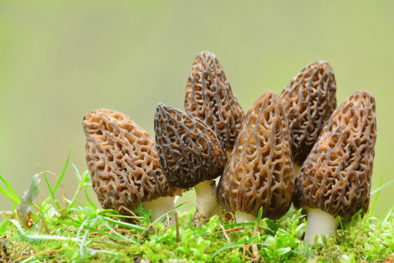 How Fast Do Morels Grow: Life Cycle, Growth Rate and More! - The Plant ...