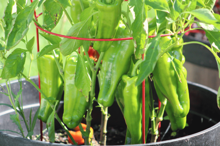 Do Peppers Need a Trellis? Here’s What You Need to Know