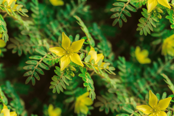 20 Types of Stickers in Grass: How to Identify and Eliminate Them - The ...
