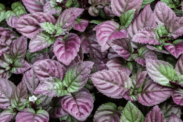 Purple Waffle Plant Growing and Caring Guide - The Plant Bible
