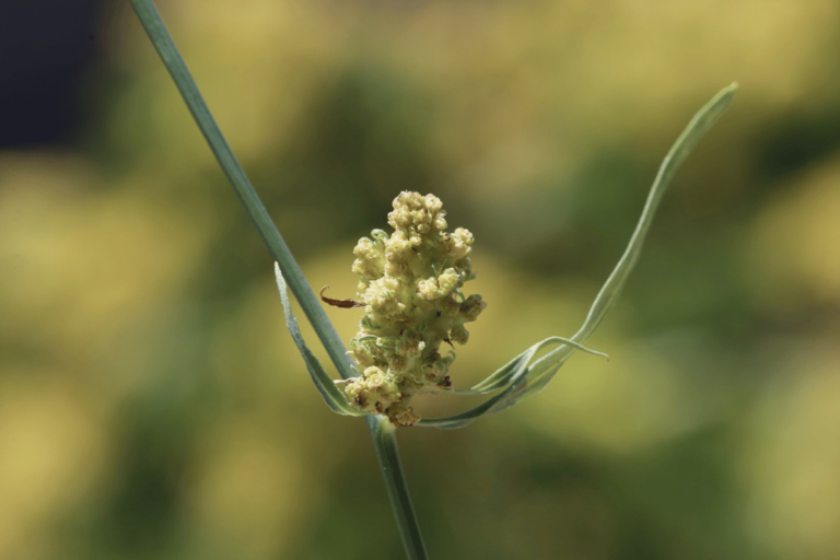 28 Weeds With Yellow Flowers: A Guide on How to Identify and Eliminate Them