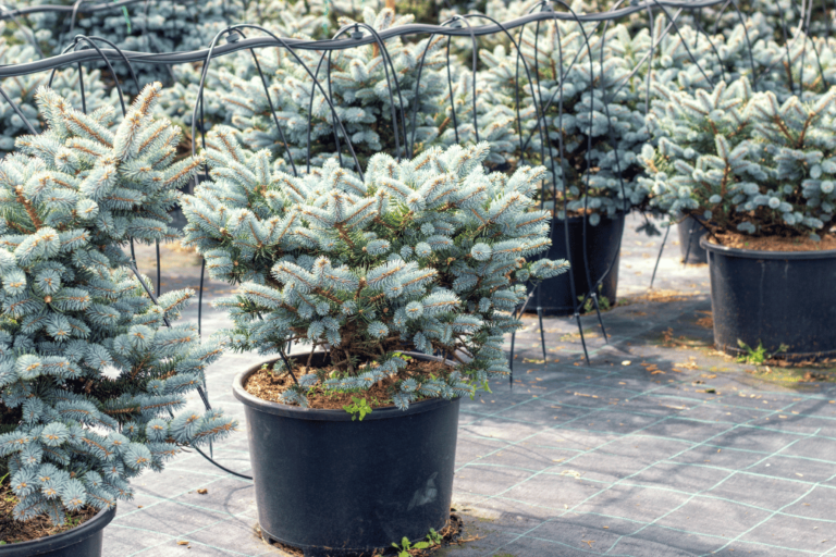Best Fertilizer for Blue Spruce Trees: Everything You Need to Know