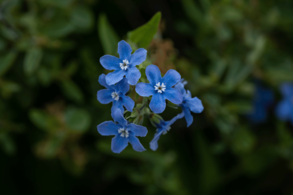 20 Types of Stickers in Grass: How to Identify and Eliminate Them - The ...