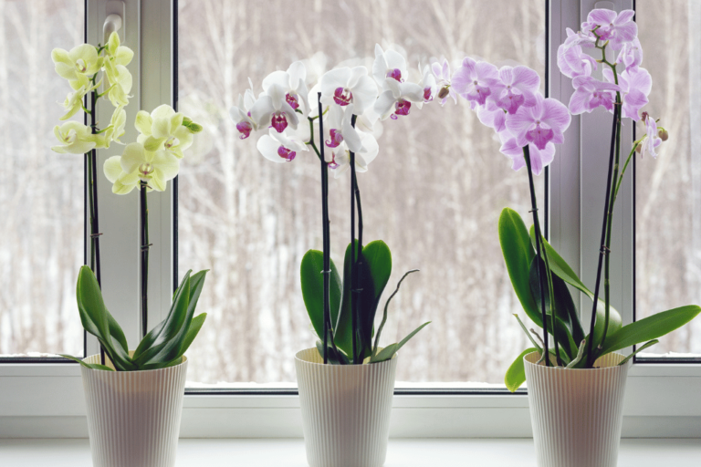 How to Care for an Orchid Indoors to Get the Best Results - The Plant Bible