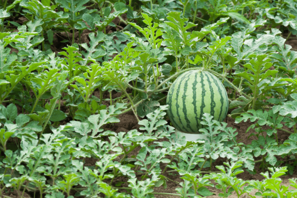 Watermelon Plant - Growing And Caring Guide - The Plant Bible