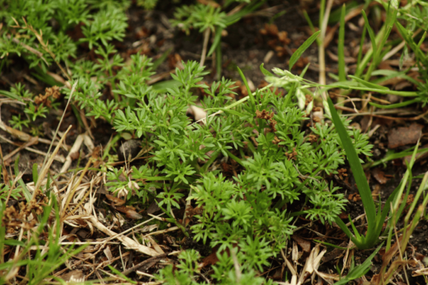 20 Types of Stickers in Grass: How to Identify and Eliminate Them - The ...