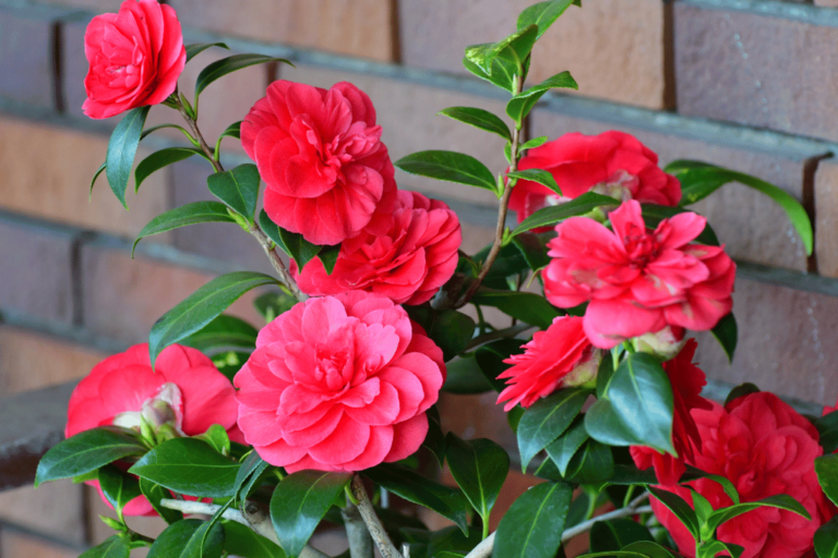 How Fast do Camellias Grow: Timeline, Growth Tips and More