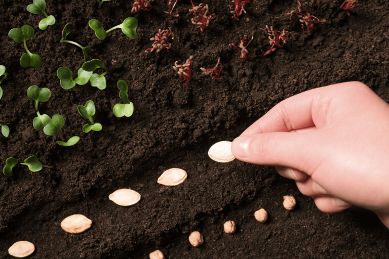 Pumpkin Growing Stages: What to Expect and What to Do