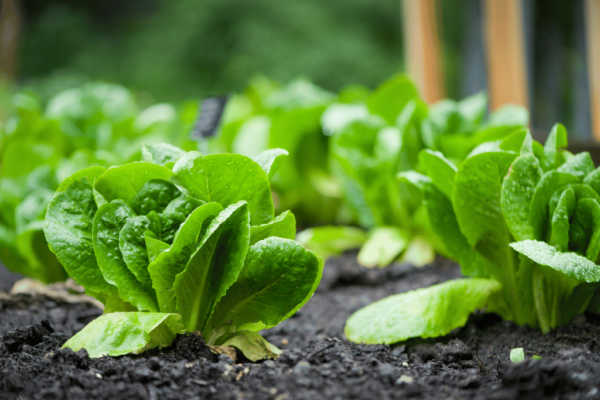 How to Harvest Romaine Lettuce: Pro Techniques and Tips - The Plant Bible