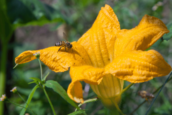 Pumpkin Growing Stages: What to Expect and What to Do