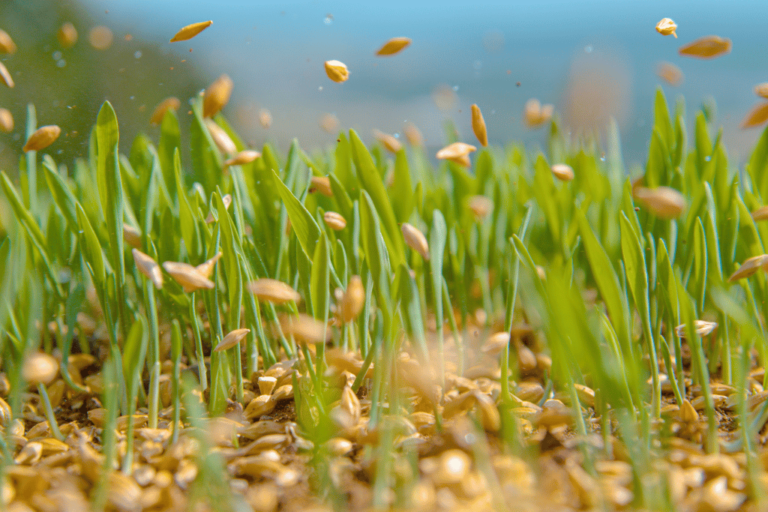 How Much Grass Seed Do I Need: A Look at Lawn Size, and Seeding Techniques