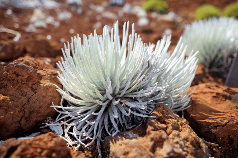 Hawaiian Flowers: Navigating the Tropical Beauty of Island Blooms