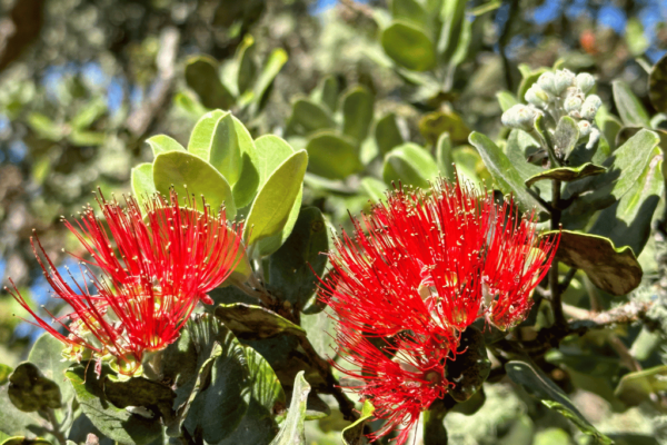 Hawaiian Flowers: Navigating the Tropical Beauty of Island Blooms