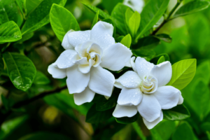 Hawaiian Flowers: Navigating the Tropical Beauty of Island Blooms