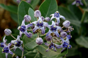 Hawaiian Flowers: Navigating the Tropical Beauty of Island Blooms