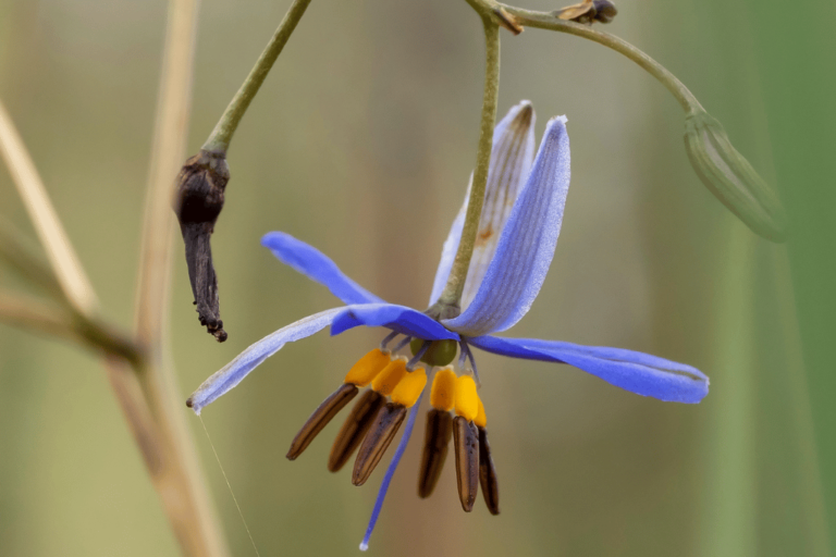 Hawaiian Flowers: Navigating the Tropical Beauty of Island Blooms