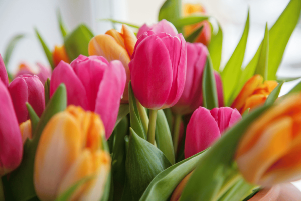 What to Plant in March: Ultimate Gardening Guide for Spring